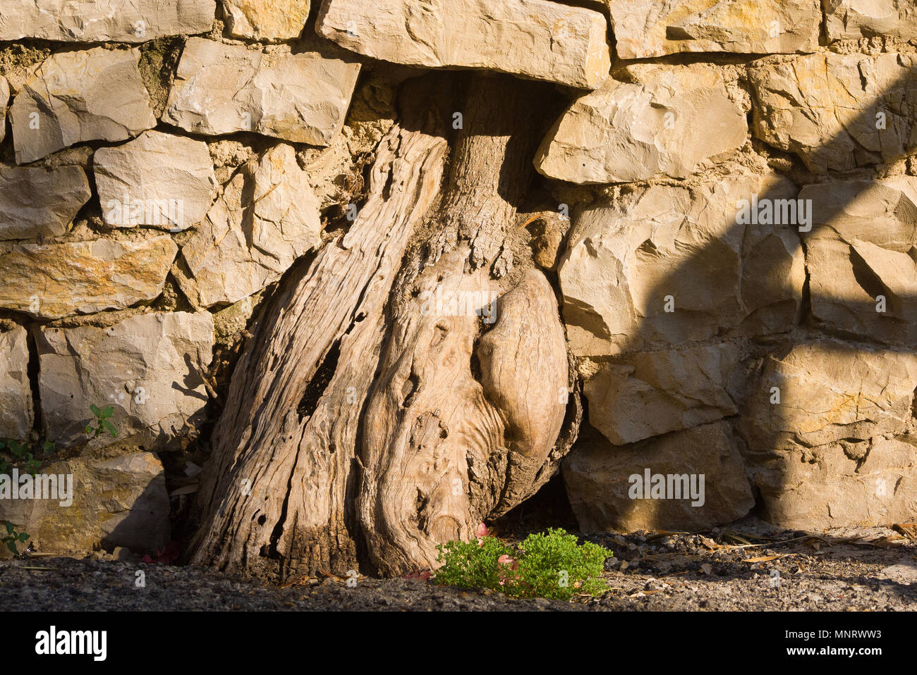 A tree trunk stretches through an opening in a stone wall in Deia ...