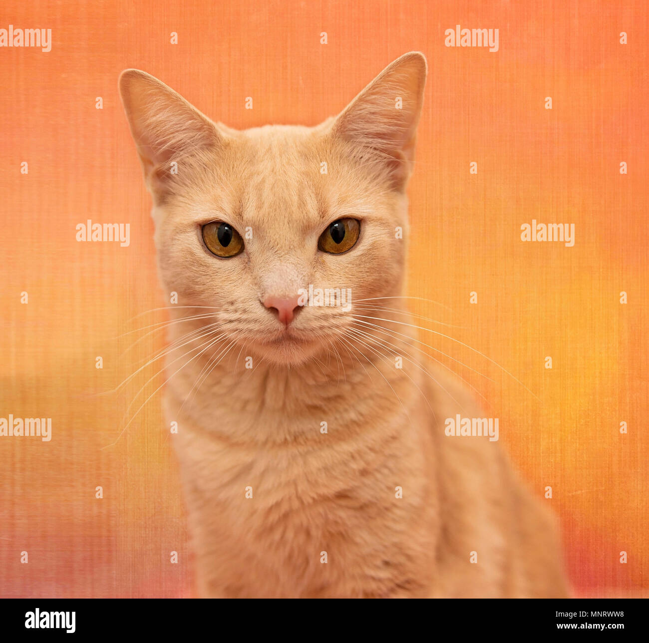 Purr cat hi-res stock photography and images - Alamy