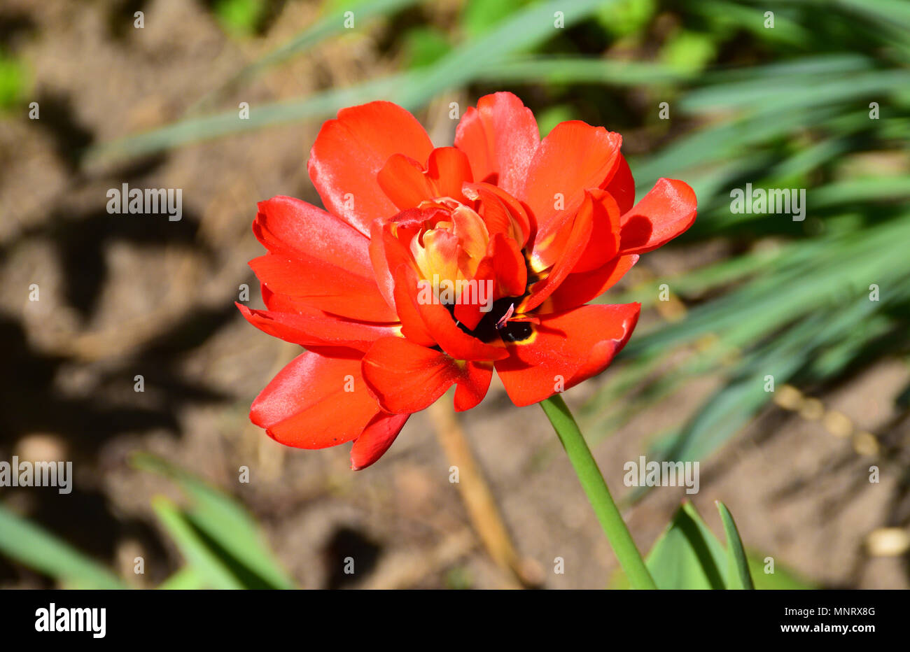 Blooming process hi-res stock photography and images - Alamy