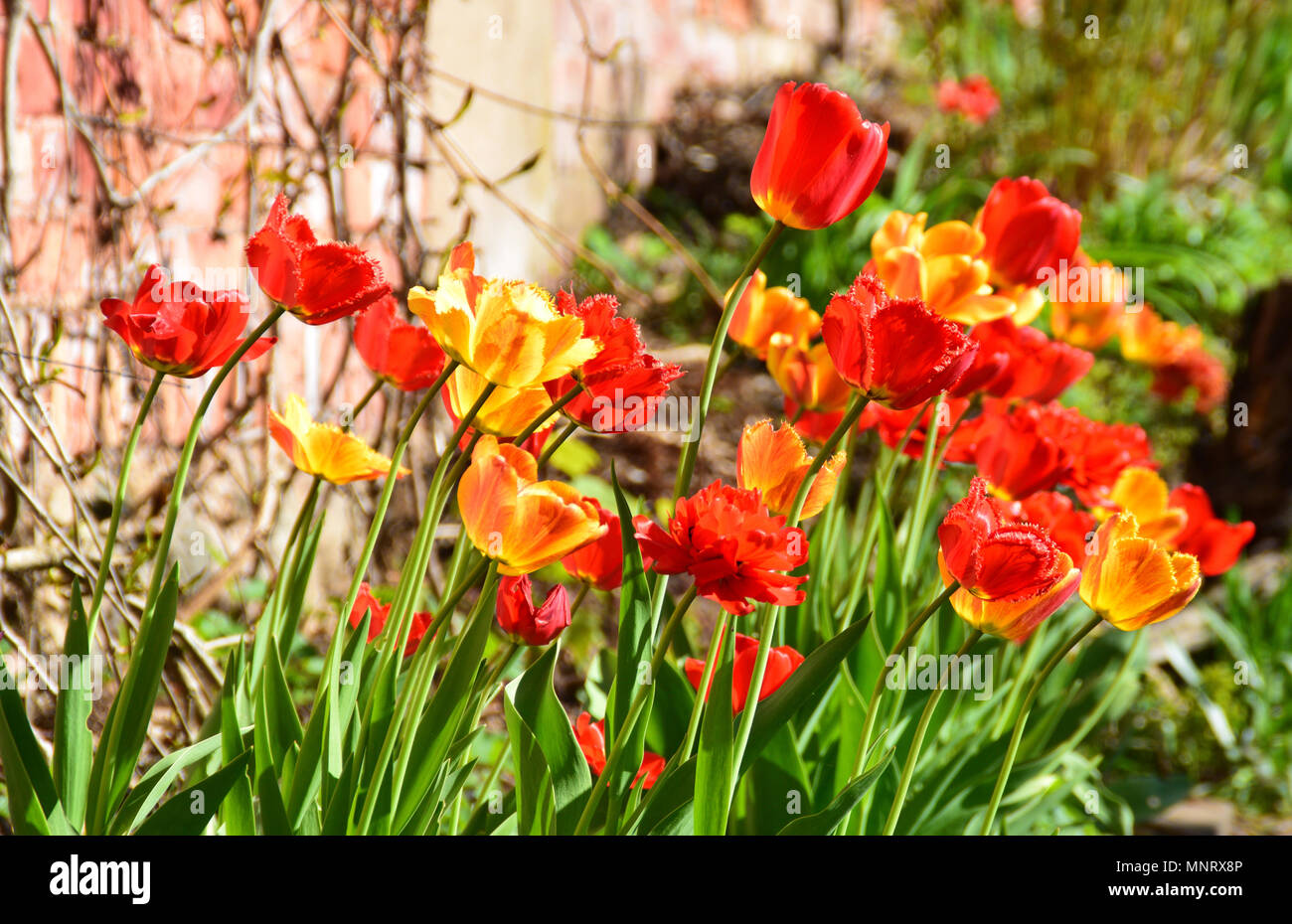 Red orange head hi-res stock photography and images - Alamy
