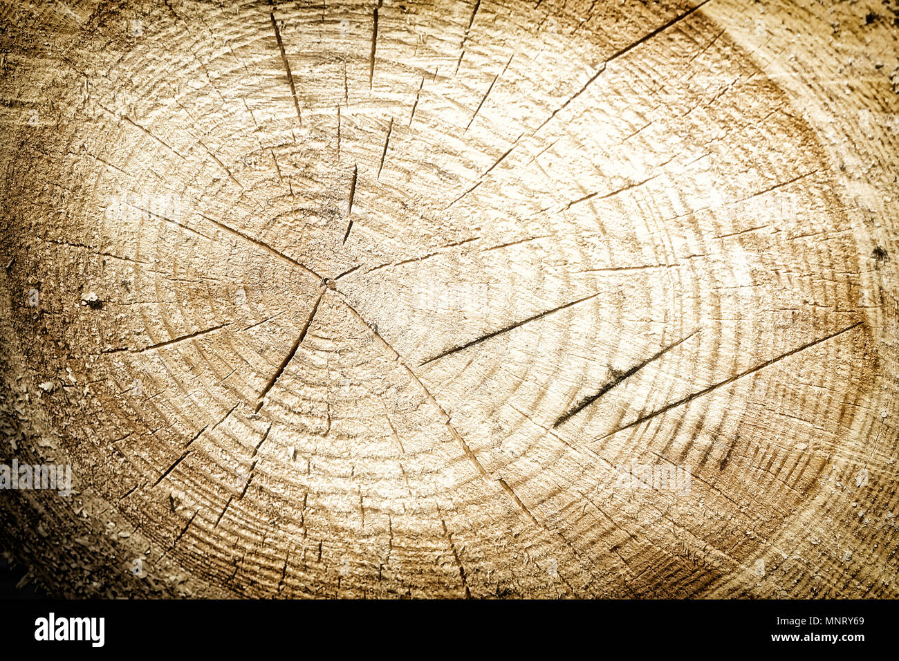 Fresh tree stump cut background or texture Stock Photo - Alamy