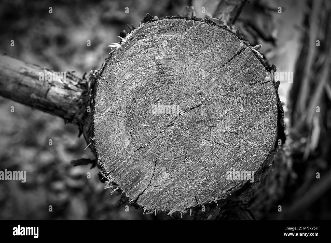 Fresh tree stump cut background or texture. Black and white Stock Photo ...