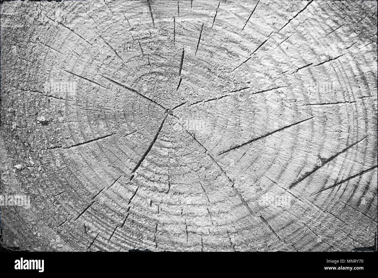 Fresh tree stump cut background or texture. Black and white Stock Photo ...