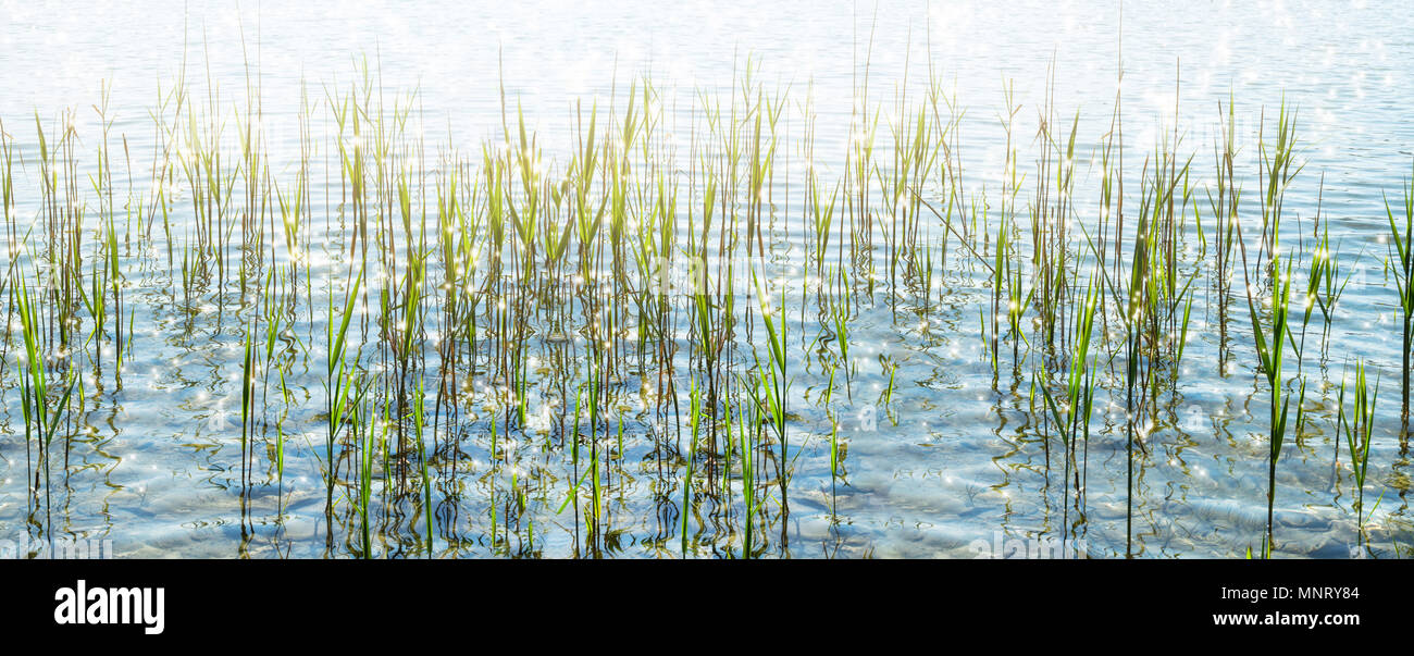 Waterside plants hi-res stock photography and images - Alamy
