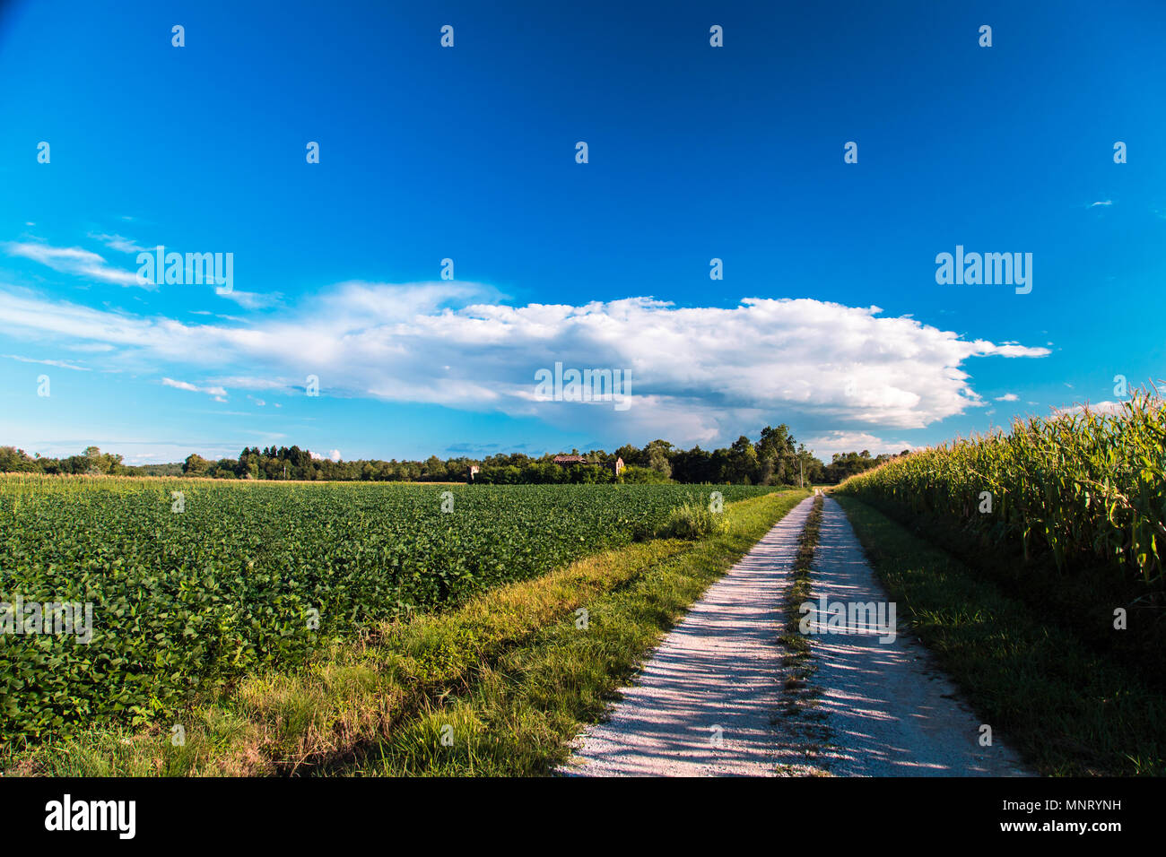 A fresh afternoon douring an hot summer in the italian countryside ...