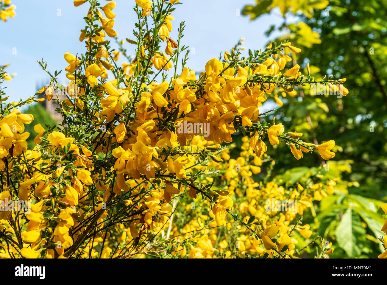 Broom plant hi-res stock photography and images - Alamy