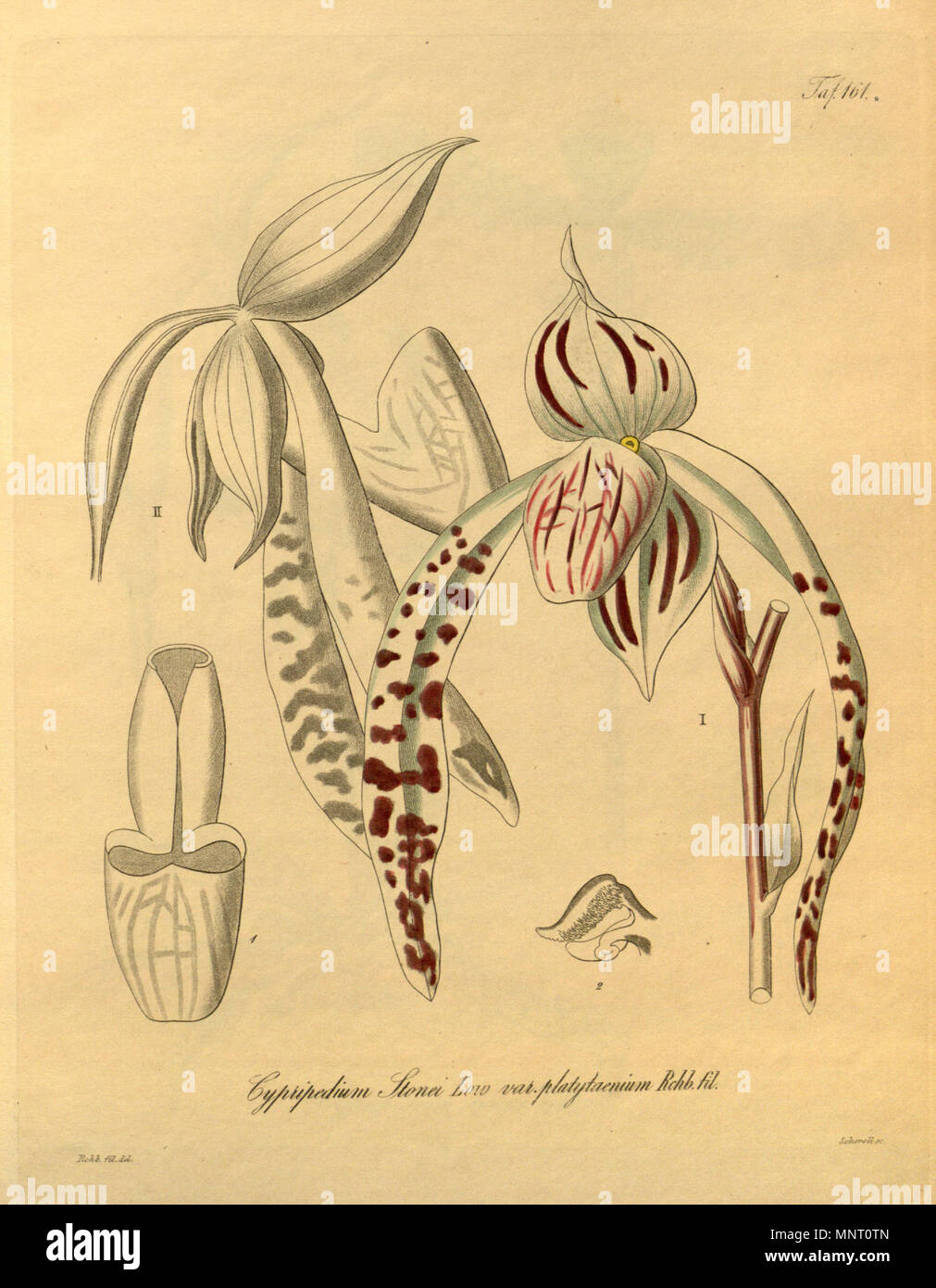 . Illustration of Paphiopedilum stonei (as syn. Cypripedium stonei var ...
