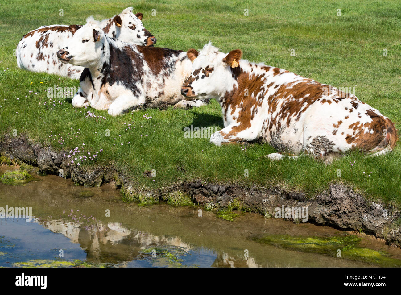 Normande breed cattle hi-res stock photography and images - Alamy