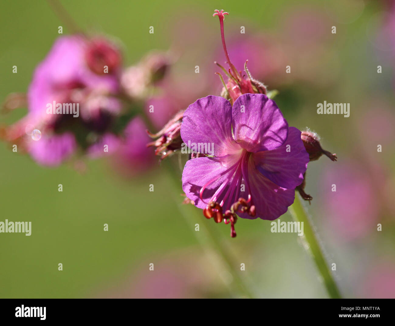 Geranium macrorrhizum hi-res stock photography and images - Alamy
