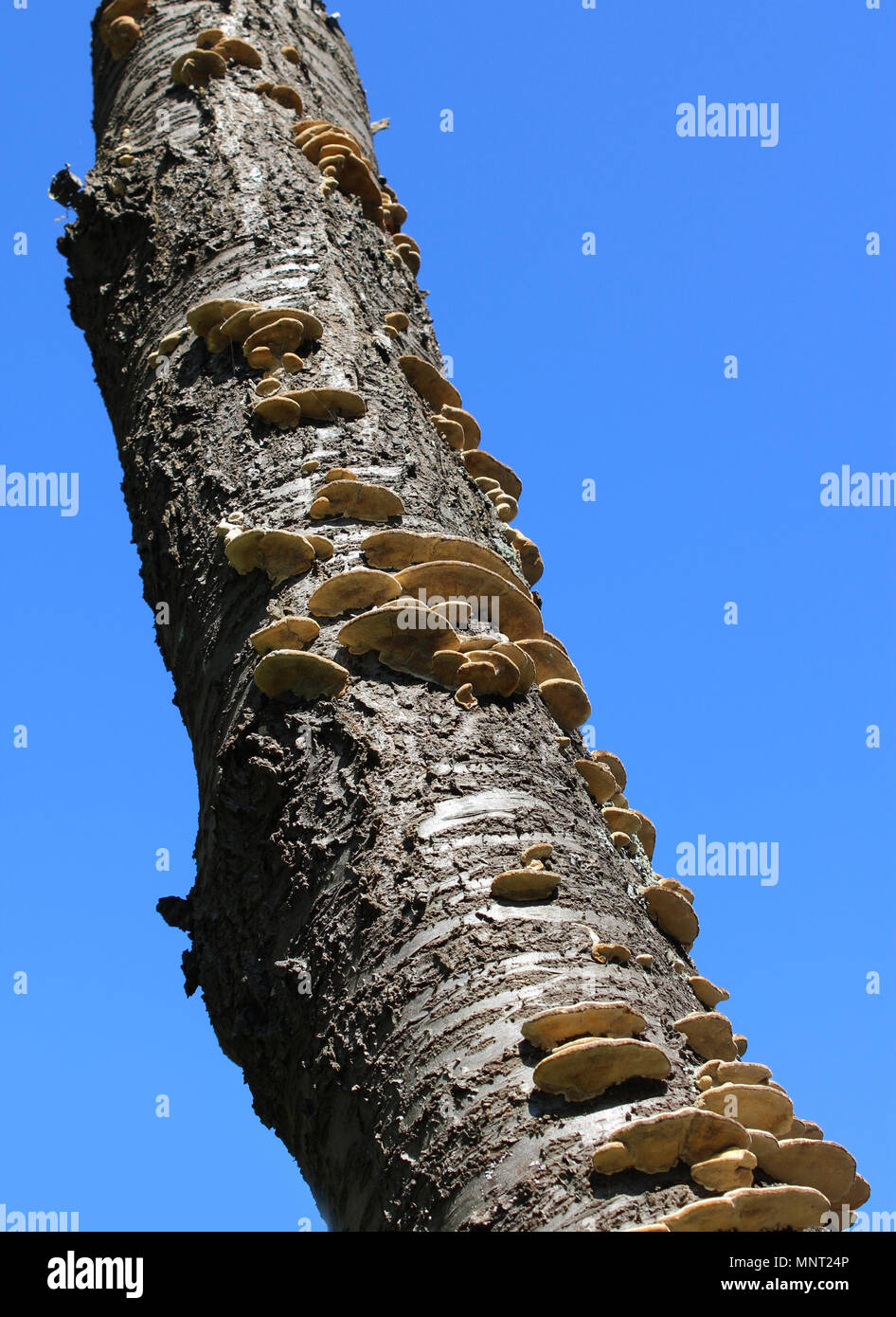 Blue bracket fungi hi-res stock photography and images - Alamy