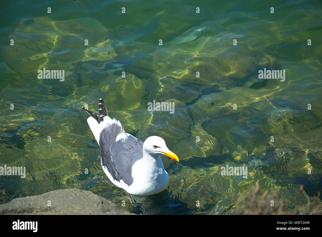 Seagull floating on water Stock Photo - Alamy