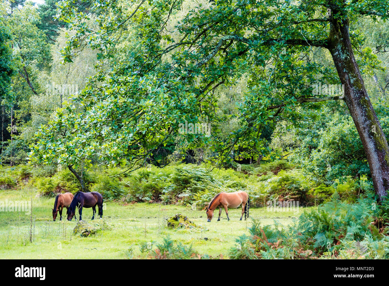 Three wild ponies hi-res stock photography and images - Alamy