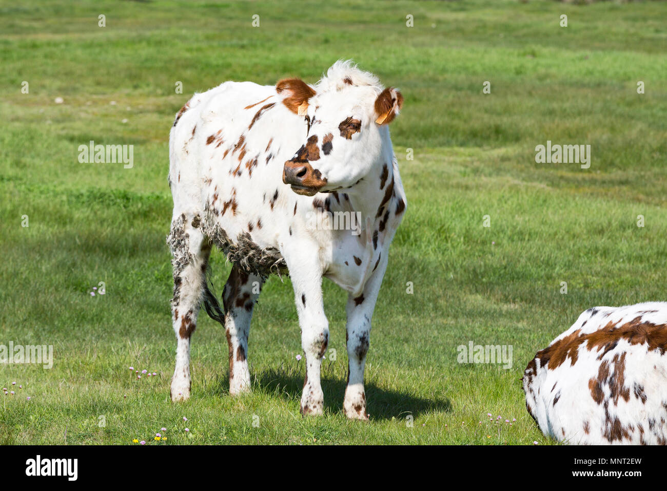 Race normande hi-res stock photography and images - Alamy