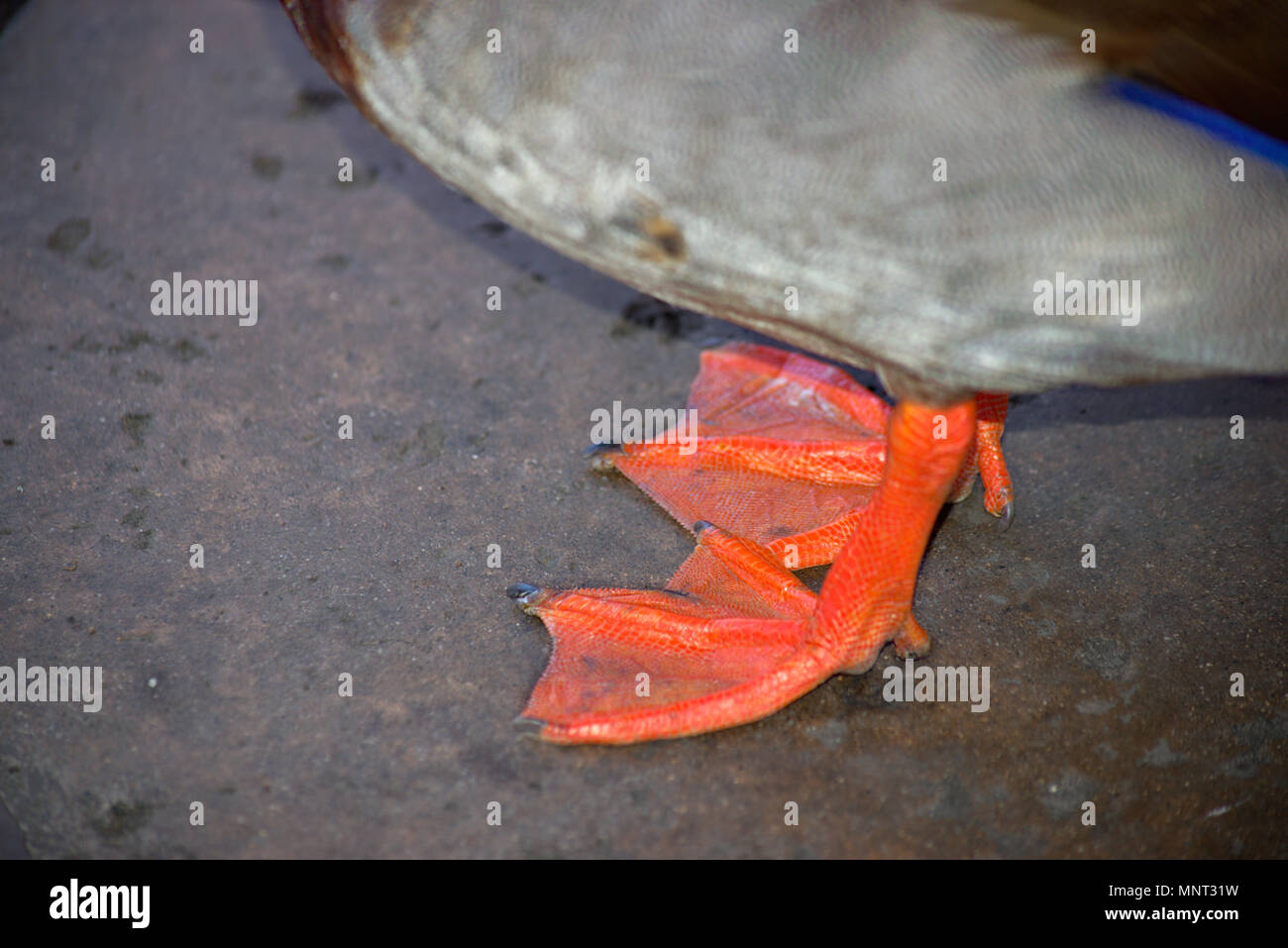 Closeup of Mallard Duck web feet Stock Photo - Alamy