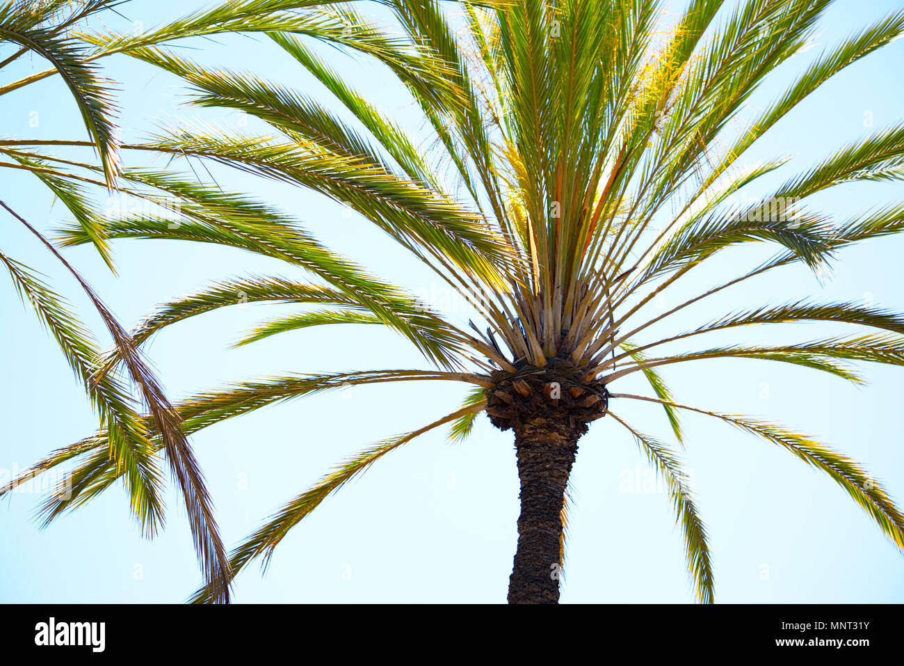 Closeup of Palm tree Stock Photo - Alamy