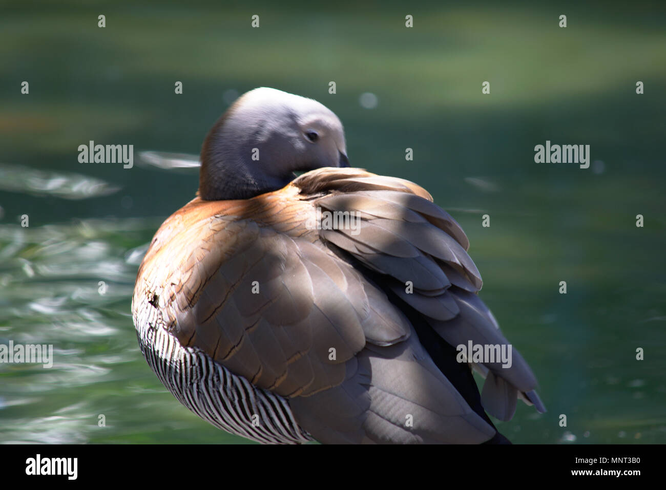 Adult male upland goose hi-res stock photography and images - Alamy