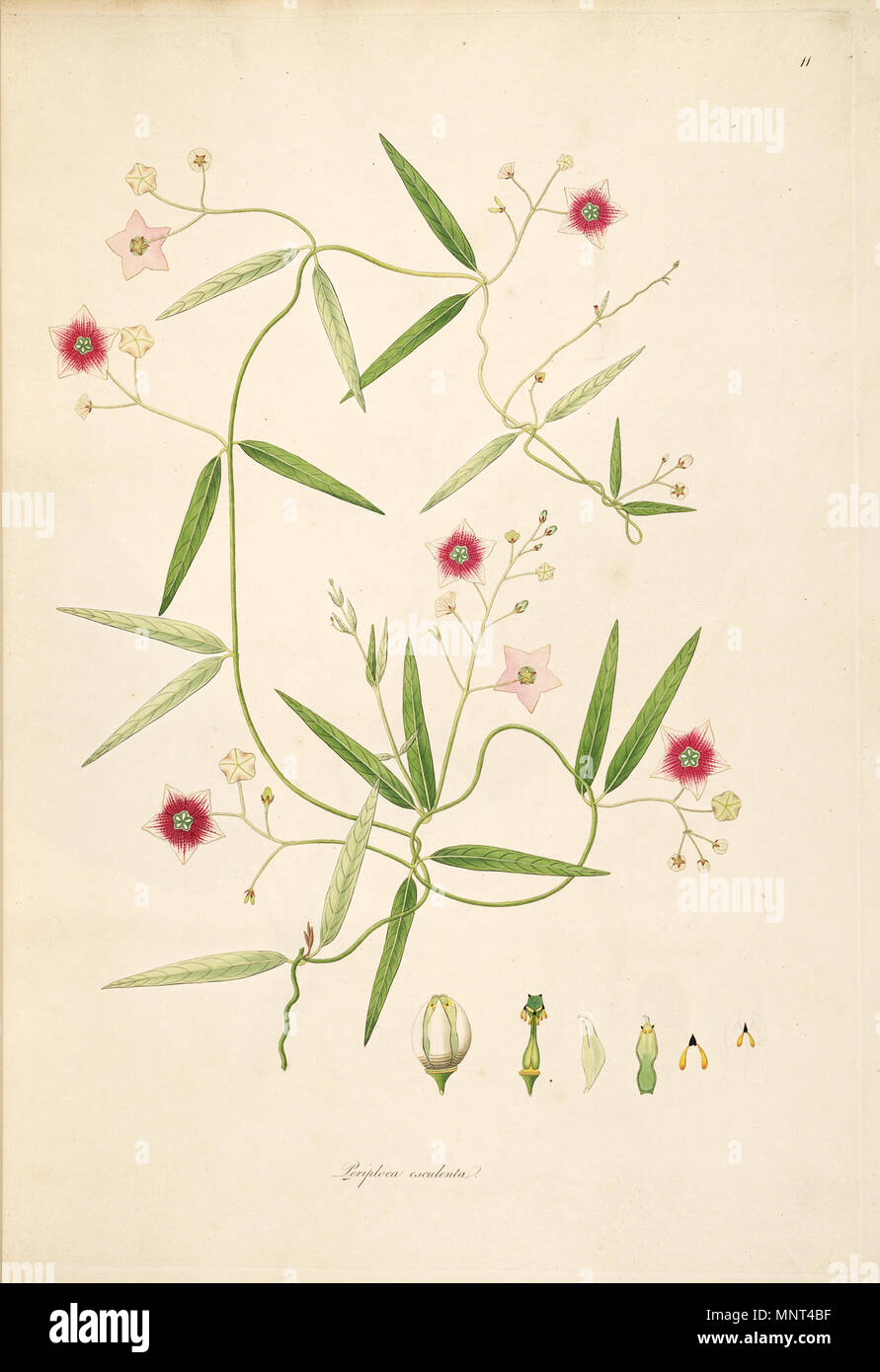 . Illustration of Periploca esculenta (= Oxystelma esculentum ...
