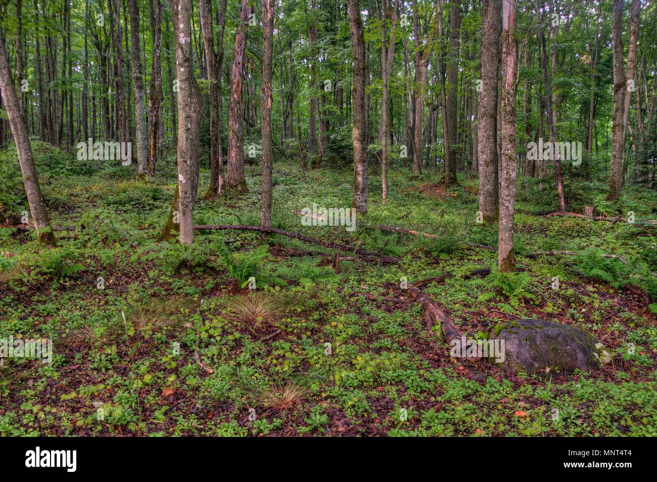 The Painted Rocks National Lakeshore in Upper Michigan has a wide ...