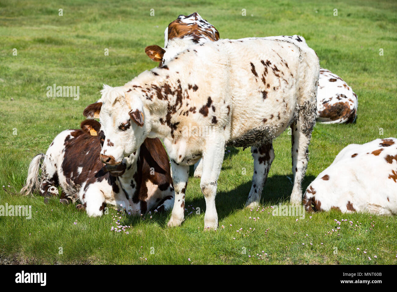 Cow in a field, on grass. Cow on pasture outdoors, agriculrure ...