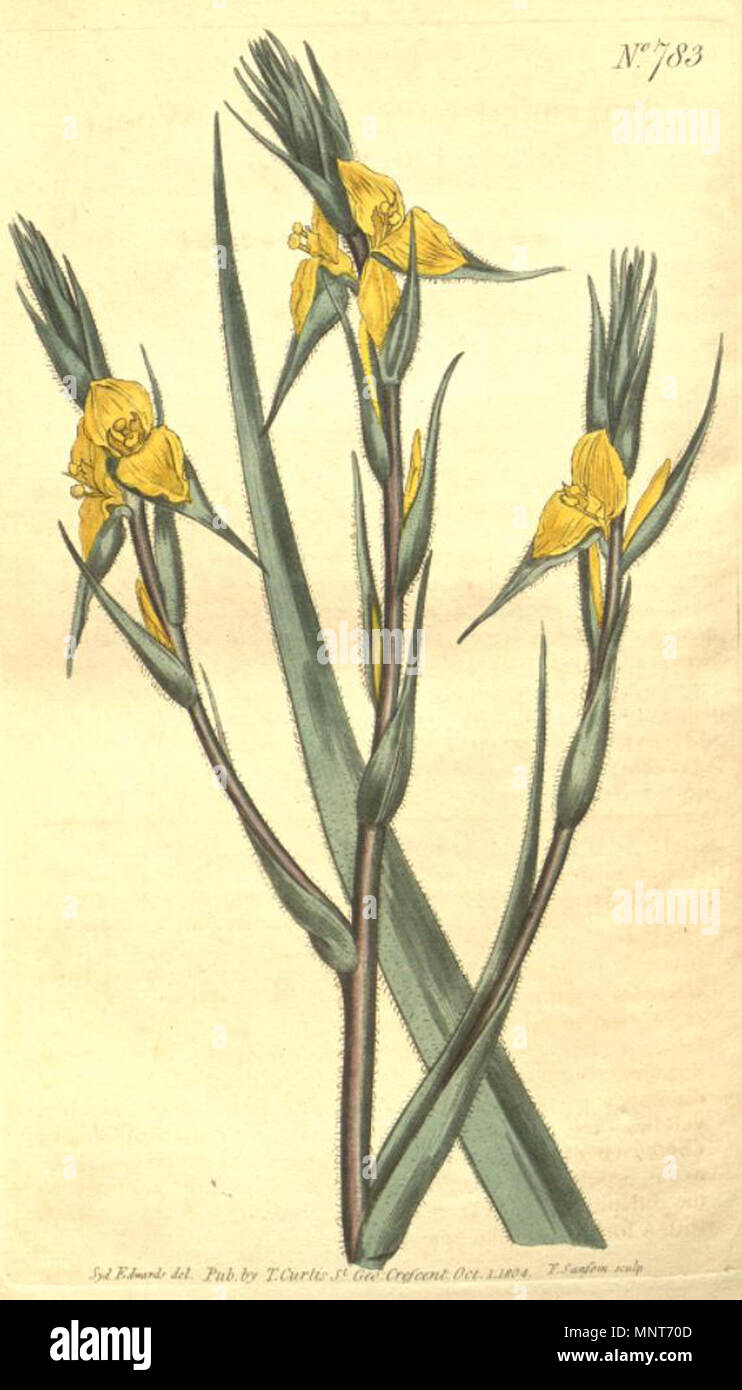 . Illustration of Philydrum lanuginosum . 1804. John Sims (1749-1831 ...