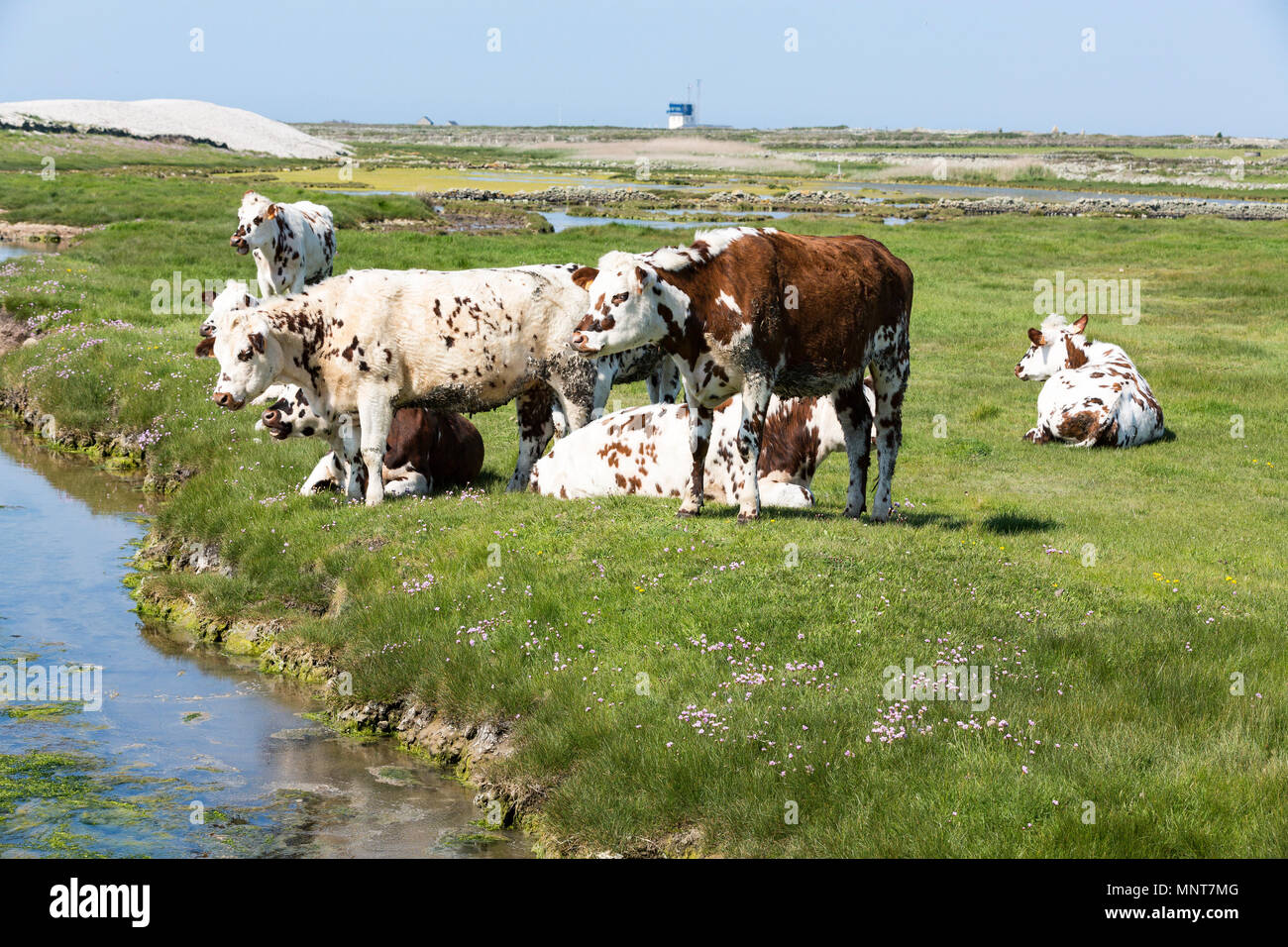Normande cattle hi-res stock photography and images - Alamy