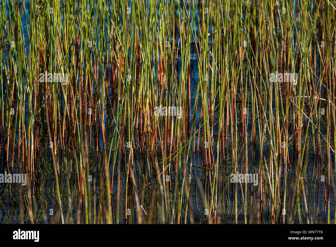 Marsh reeds hi-res stock photography and images - Alamy