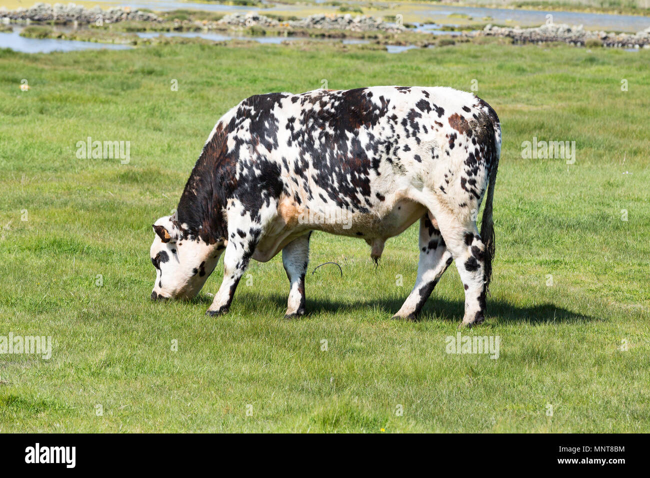 Normande cow hi-res stock photography and images - Alamy