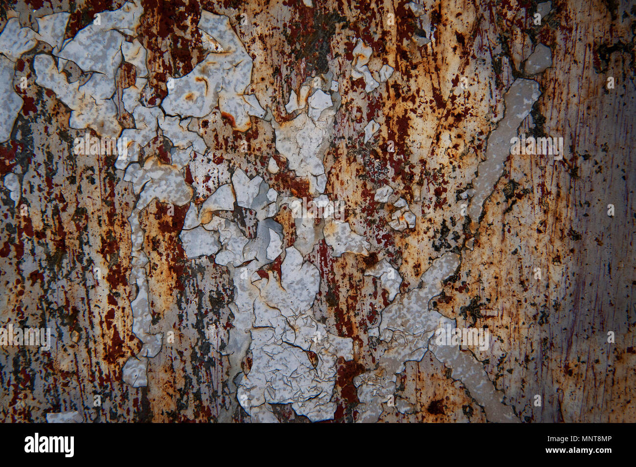 Old metallic texture of cracked paint. Macro photo for background Stock ...