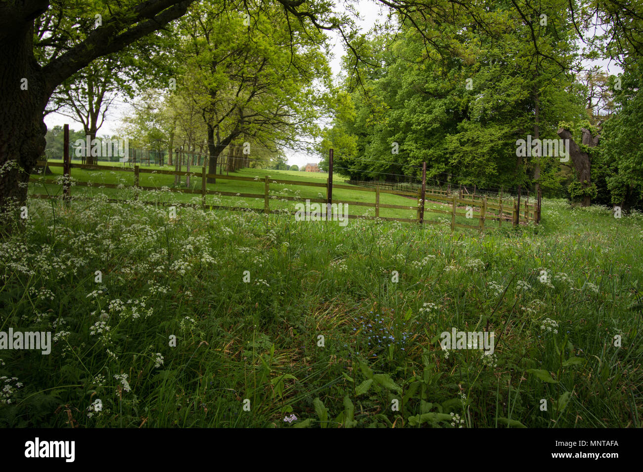 Althorp House park and fence gate gates plants plant tree trees spring ...
