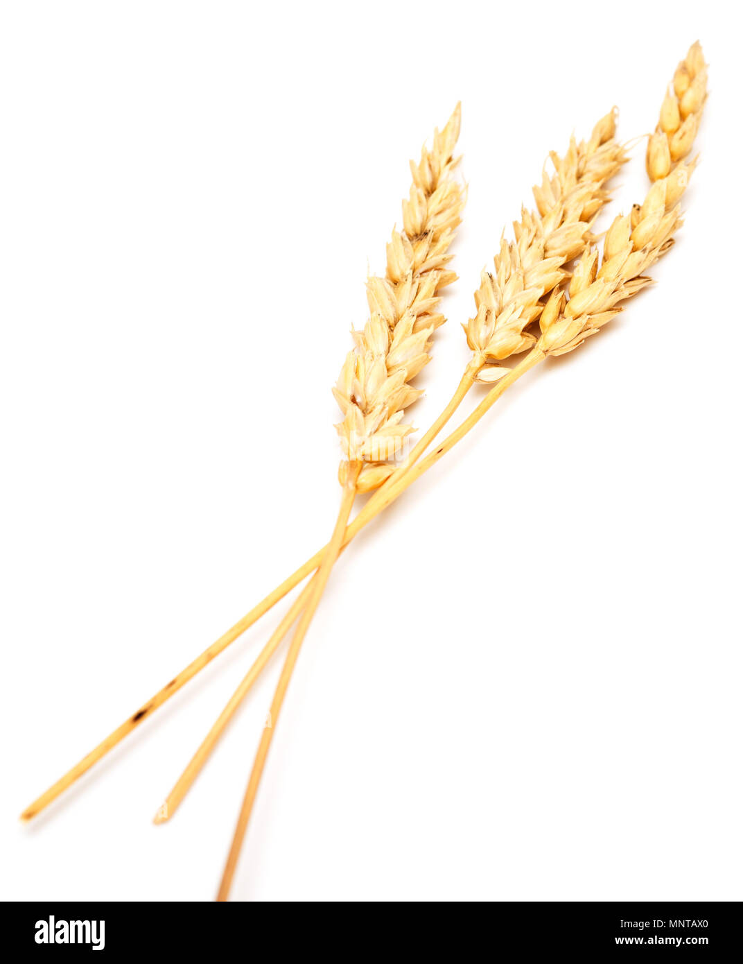 Wheat isolated on white background Stock Photo - Alamy