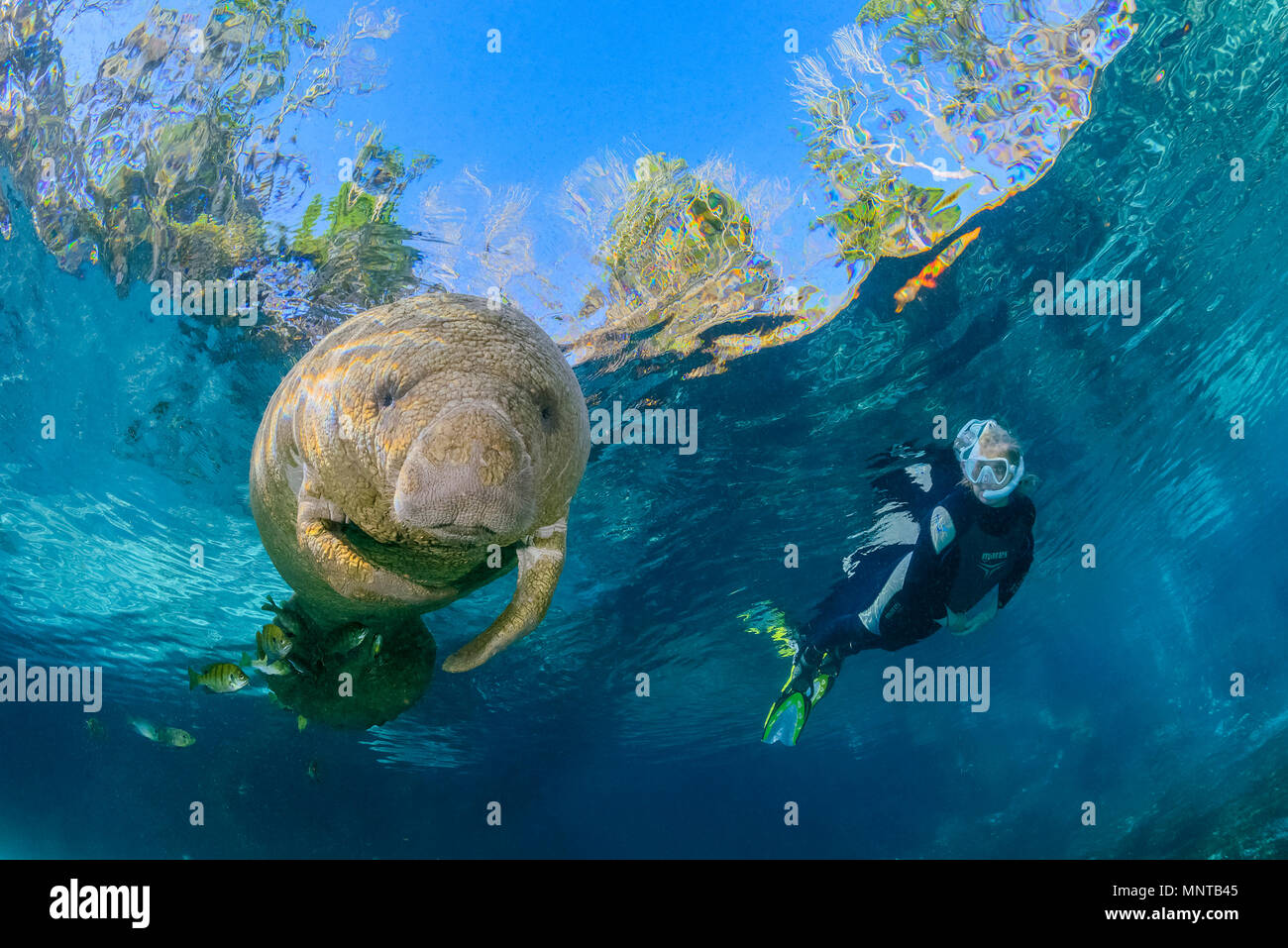 Florida manatee, Trichechus manatus latirostris, a subspecies of West ...