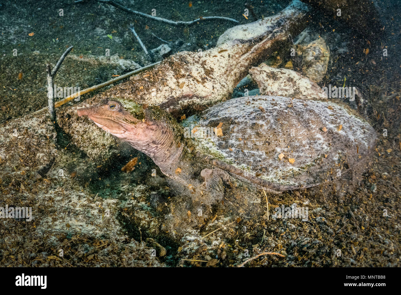 Florida freshwater turtle hi-res stock photography and images - Alamy