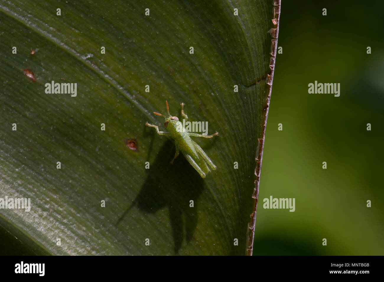 great green bush cricket larva, Tettigonia viridissima in the wild ...