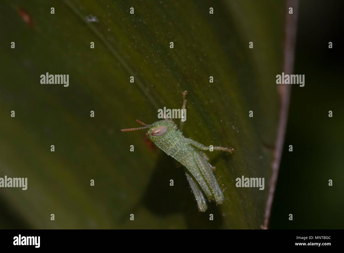 great green bush cricket larva, Tettigonia viridissima in the wild ...