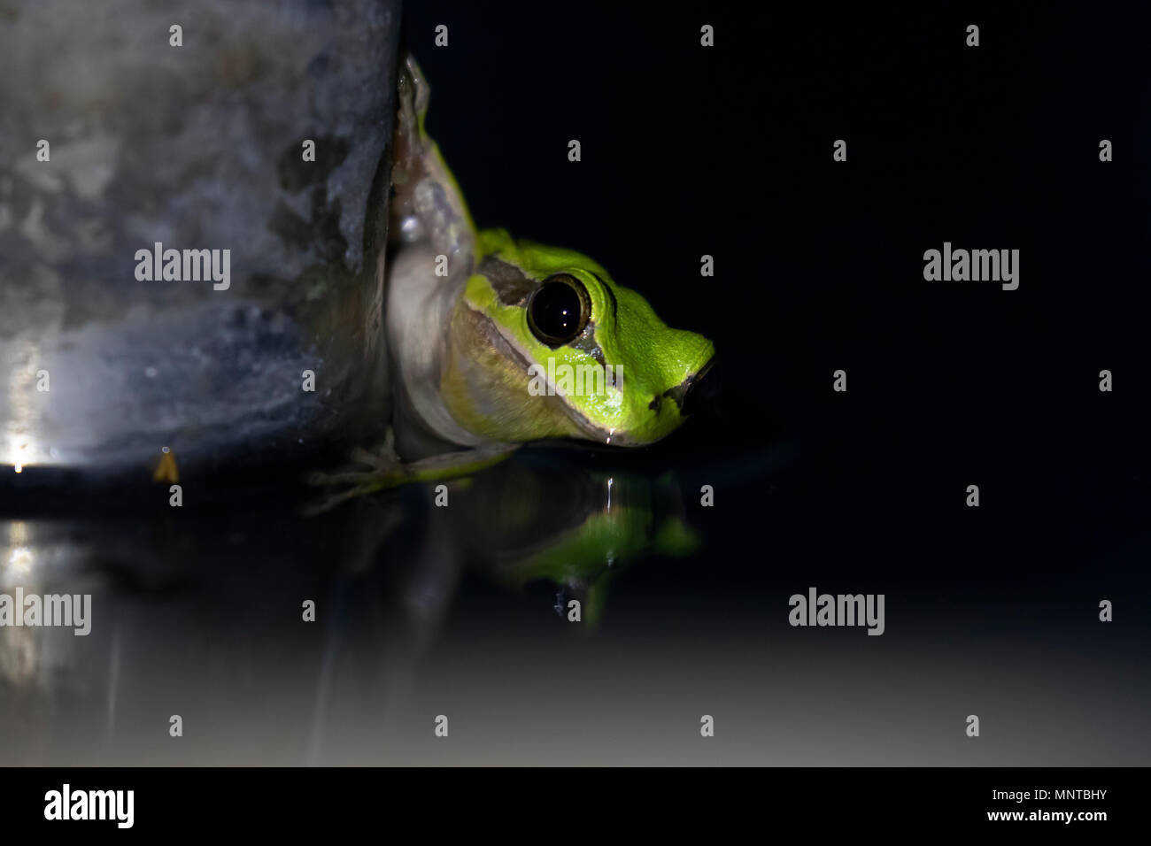 european green tree frog, Hyla arborea, resting by day, croaking by ...