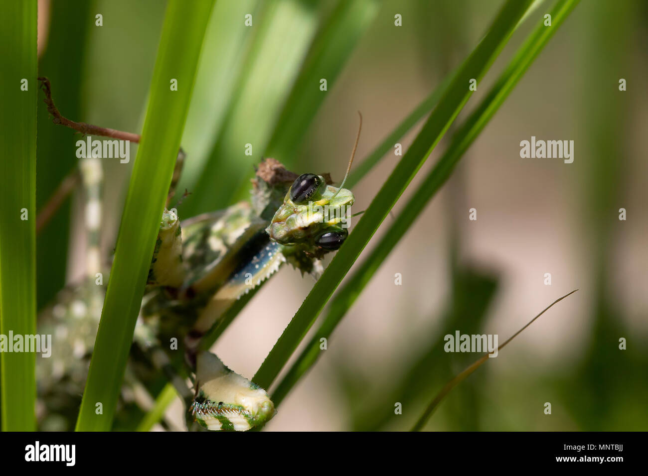 Thistle mantis, Blepharopsis mendica within a garden in cyprus during ...