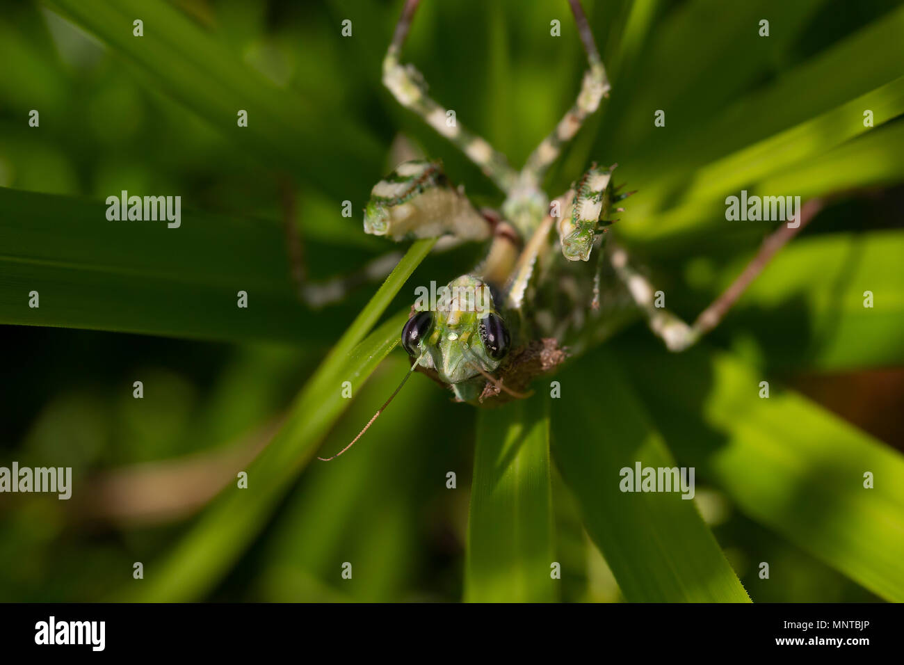Devil's garden ants hi-res stock photography and images - Alamy