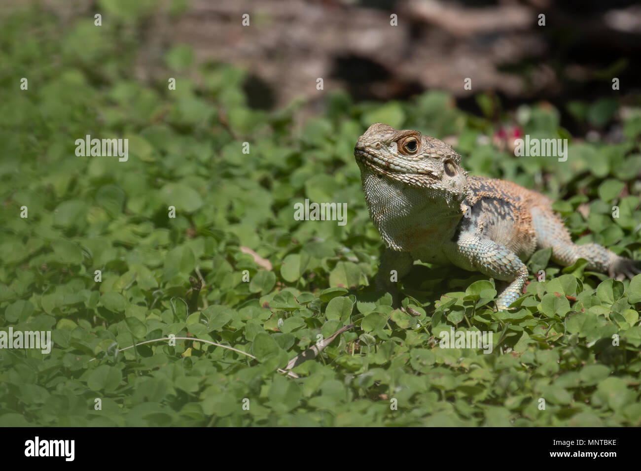 Starred agama, Stellagama stellio standing alert on a garden wall in ...