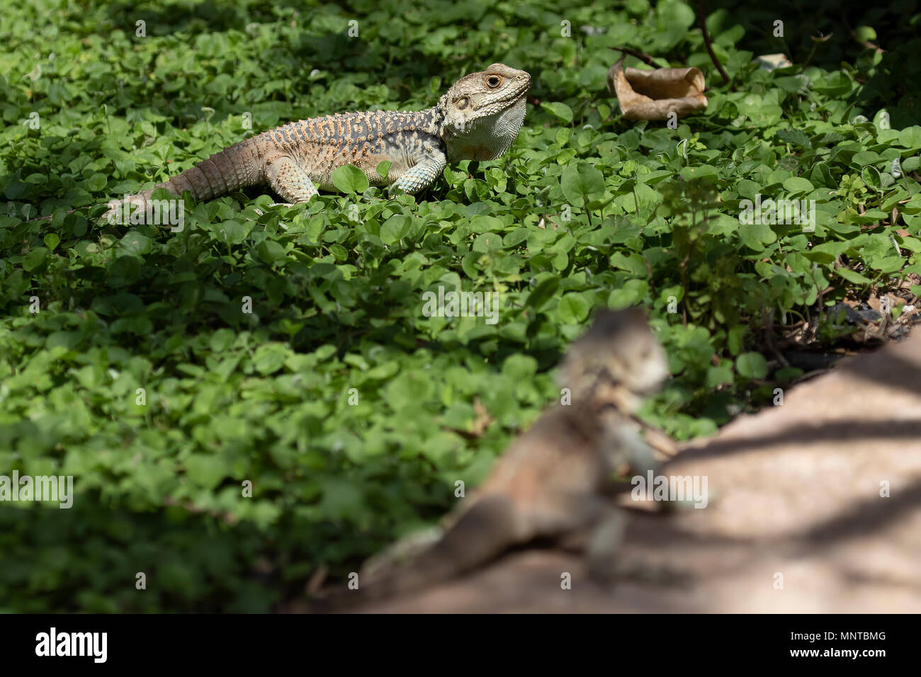 Starred agama, Stellagama stellio standing alert on a garden wall in ...