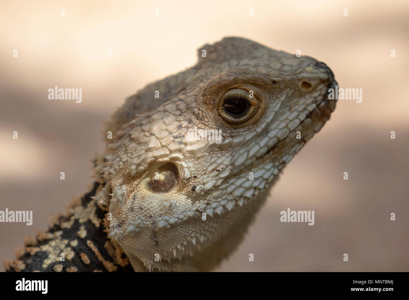 Starred agama, Stellagama stellio standing alert on a garden wall in ...