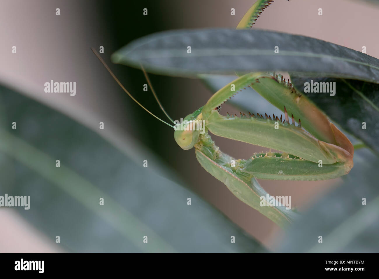 giant African mantis, Sphodromantis viridis in the wild amongst a bush ...