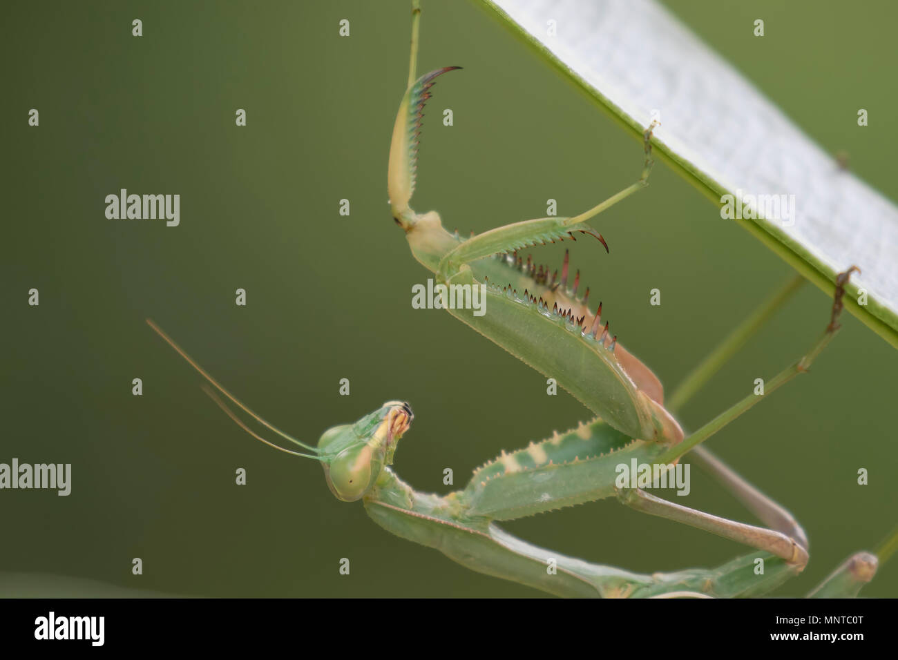 giant African mantis, Sphodromantis viridis in the wild amongst a bush ...