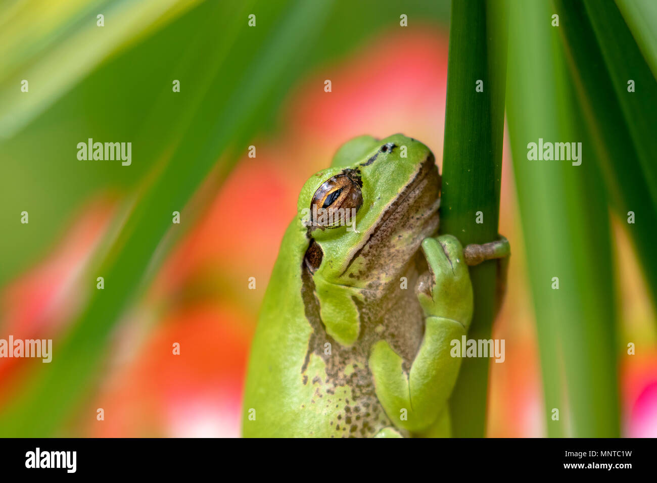 european green tree frog, Hyla arborea, resting by day, croaking by ...