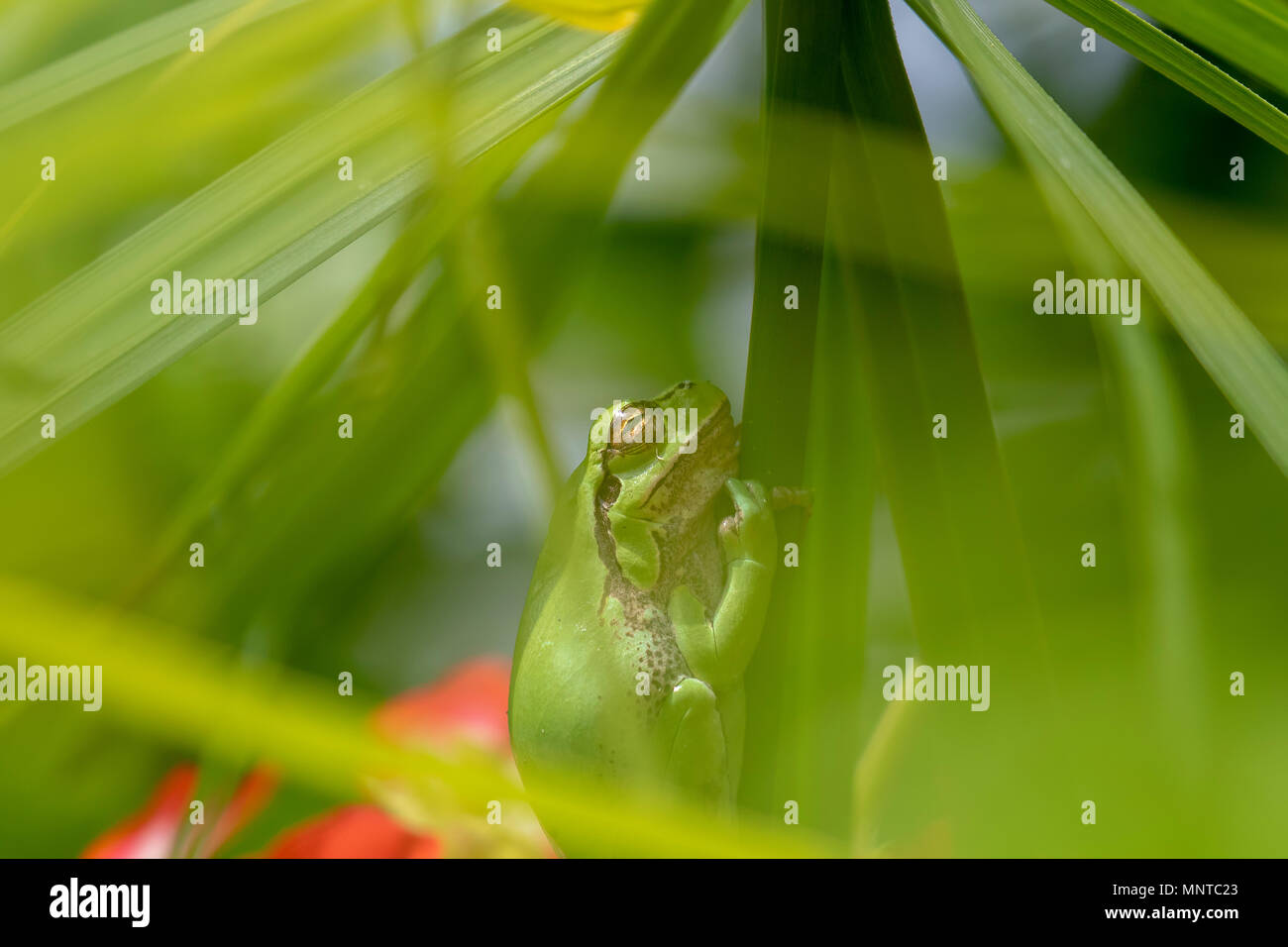 european green tree frog, Hyla arborea, resting by day, croaking by ...