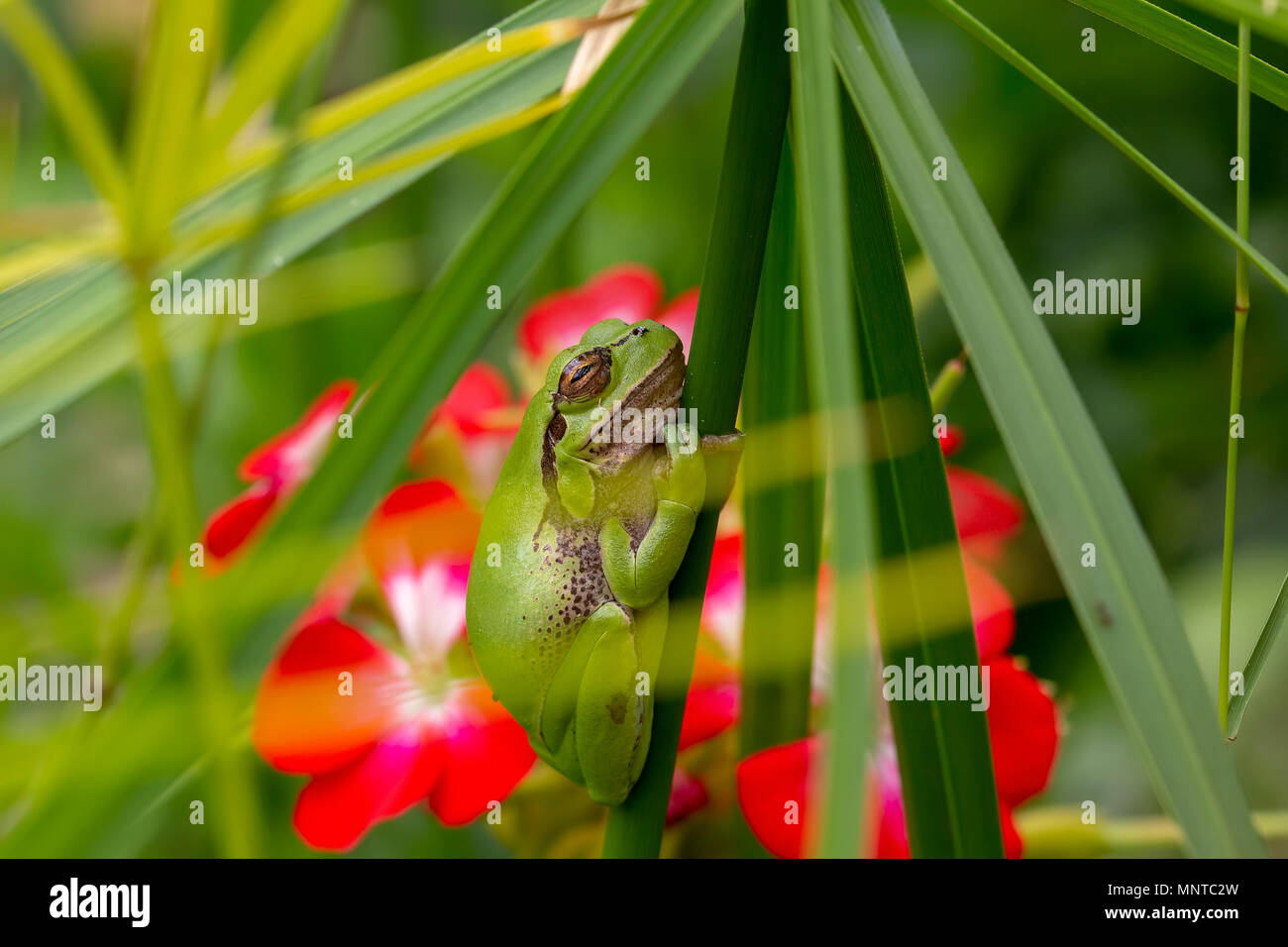 european green tree frog, Hyla arborea, resting by day, croaking by ...