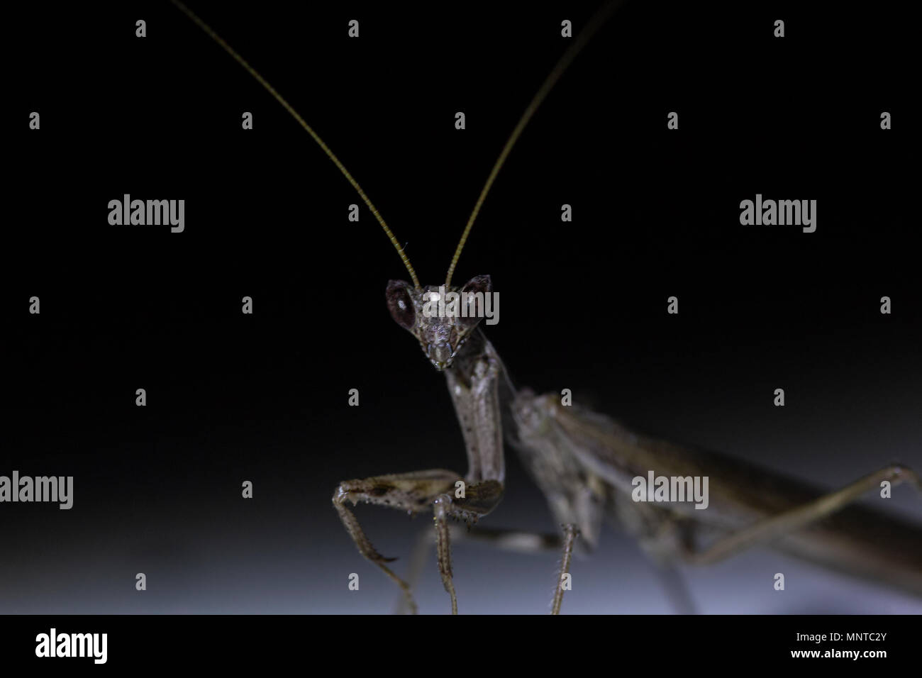 Thistle mantis, Blepharopsis mendica within a garden in cyprus during ...