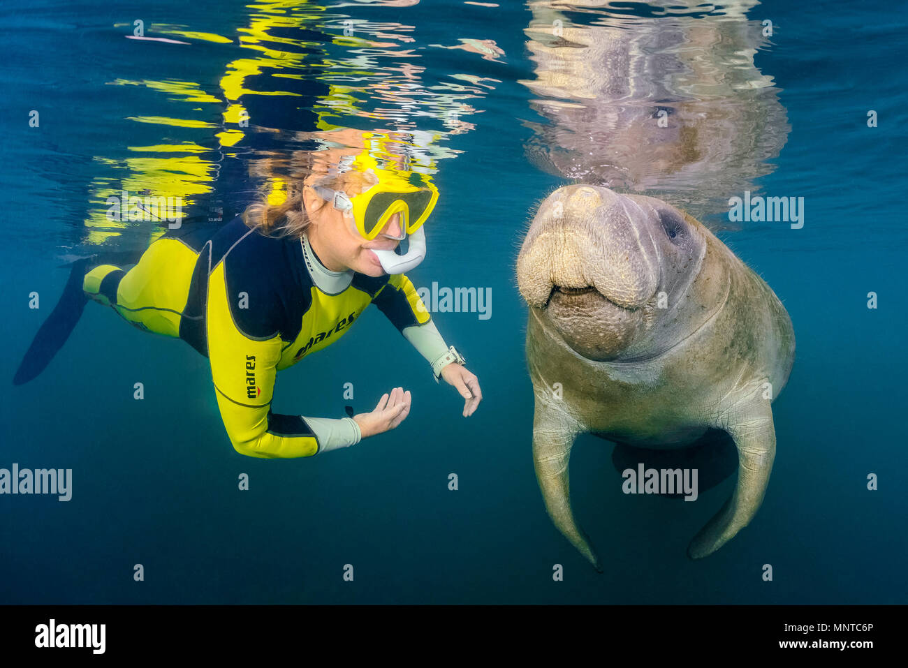 Manatees Playing With Humans