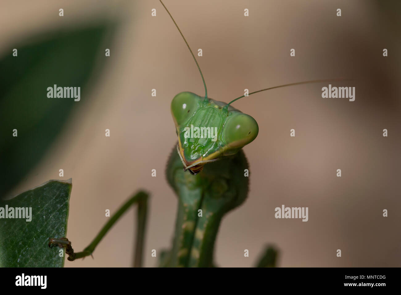 giant African mantis, Sphodromantis viridis in the wild amongst a bush ...