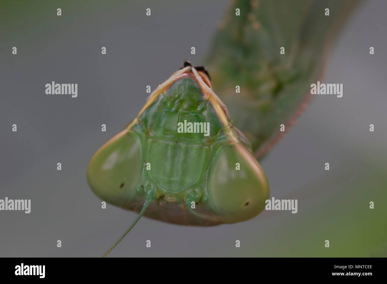 giant African mantis, Sphodromantis viridis in the wild amongst a bush ...