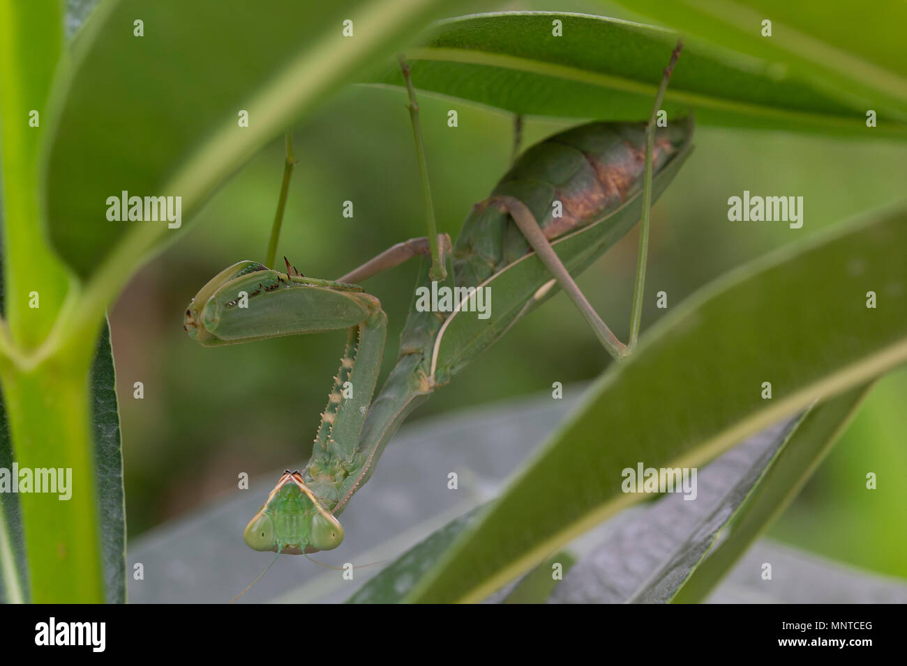 Praying mantis crawling hi-res stock photography and images - Alamy